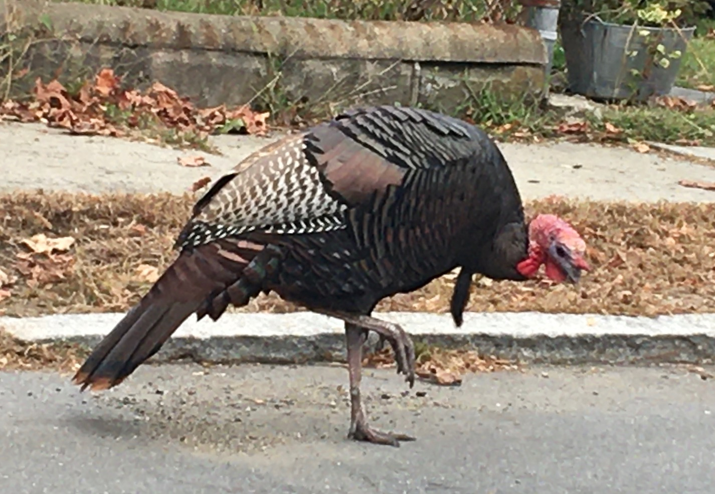 ‘Limpy,’ the Reading turkey who became a celebrity and brought joy to ...