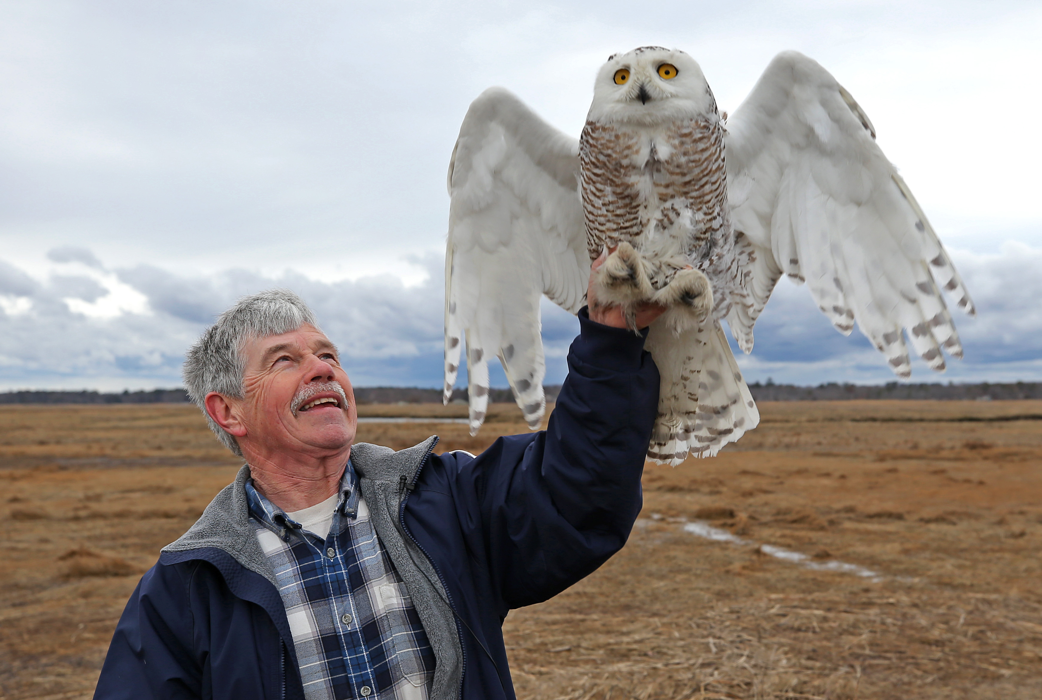 ‘Hoo’ got some attention today? This snowy owl. - The Boston Globe
