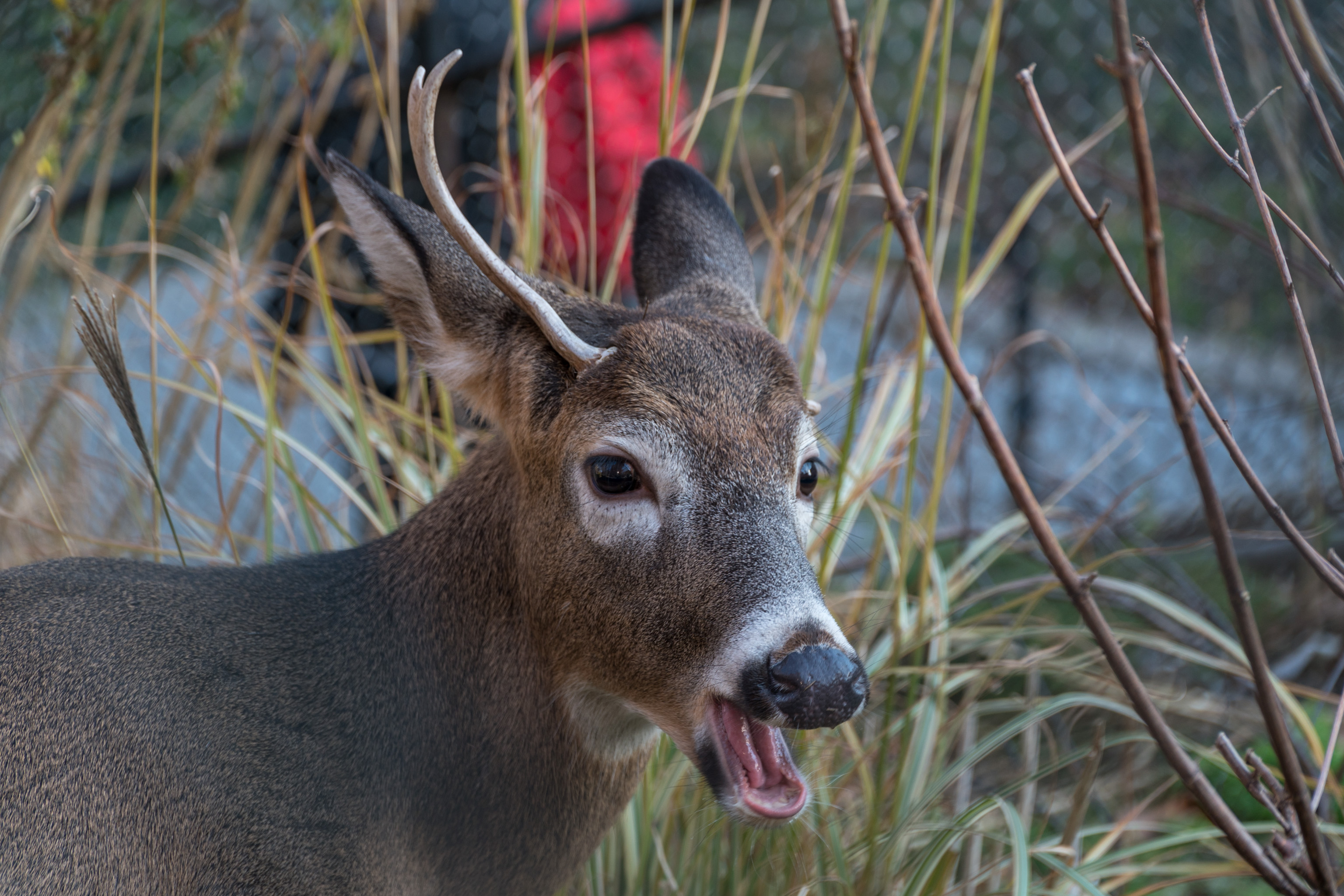 New York City deer dies before it can be relocated upstate - The Boston ...