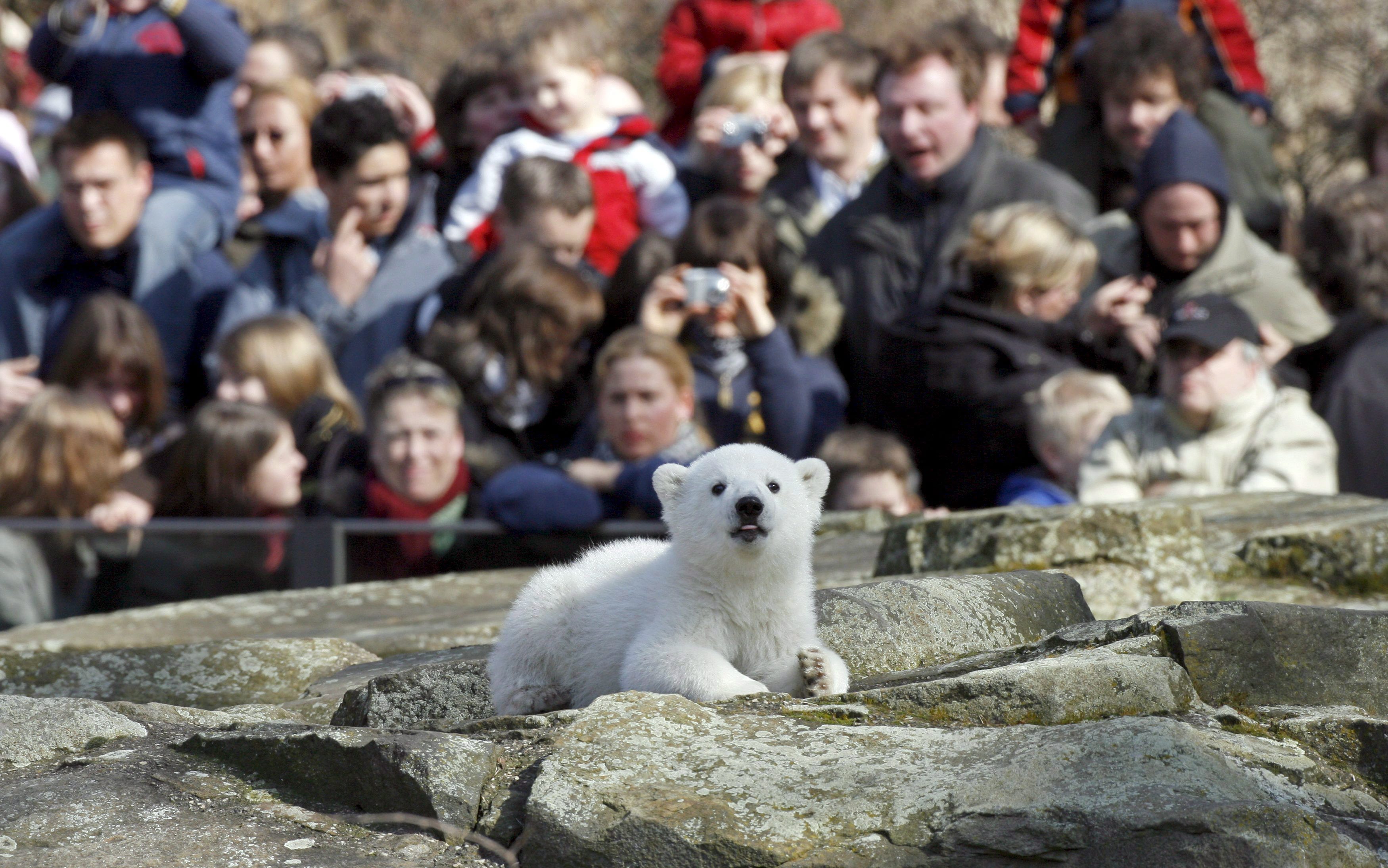 German team solves celebrity polar bear’s death - The Boston Globe