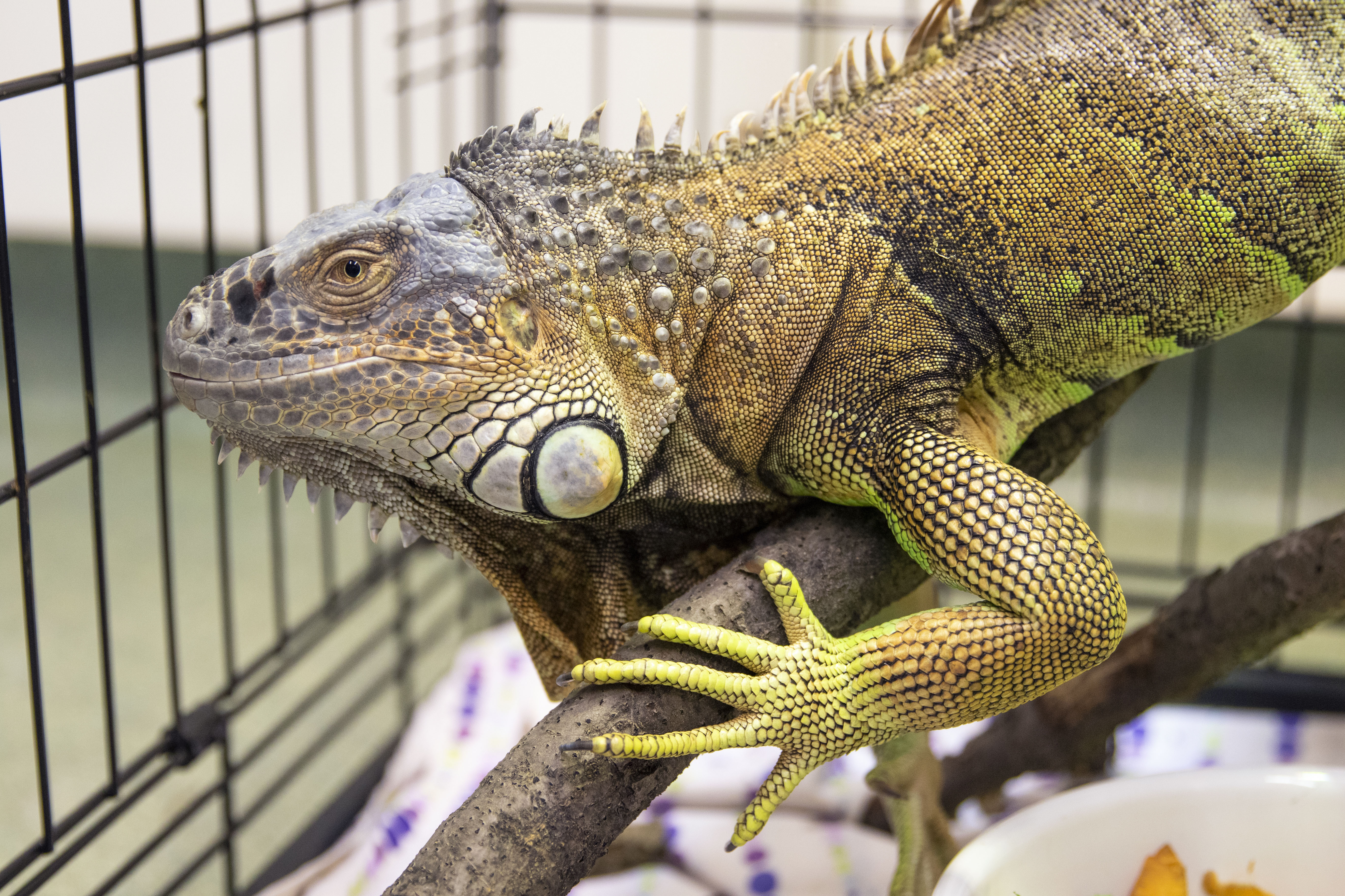 Female Green Iguanas
