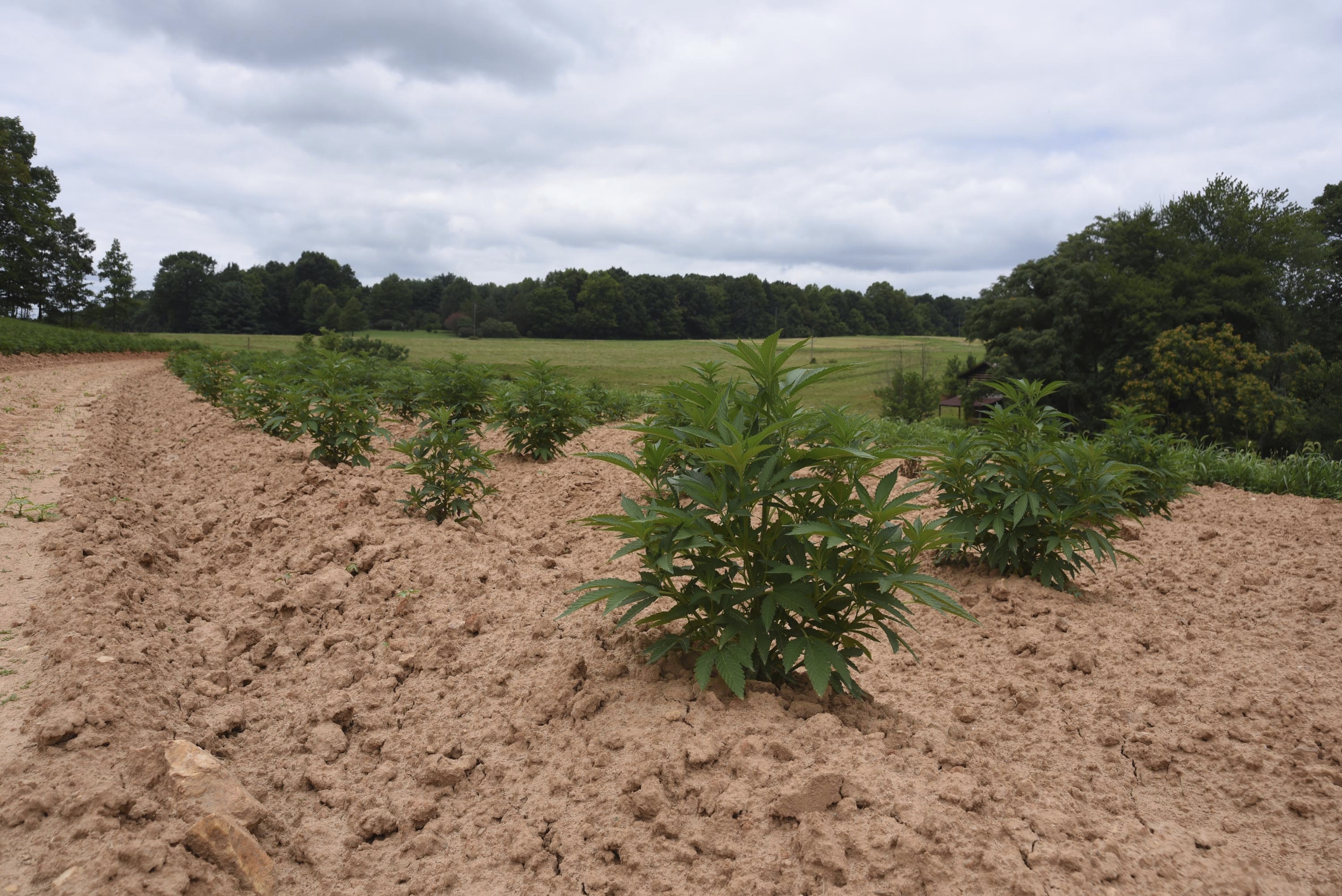 Interest in hemp production growing in North Dakota - The Boston Globe