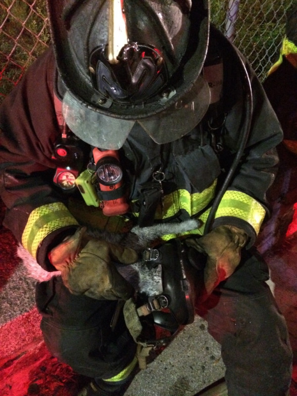 Firefighters come to aid of 2 cats in Roxbury fire - The Boston Globe