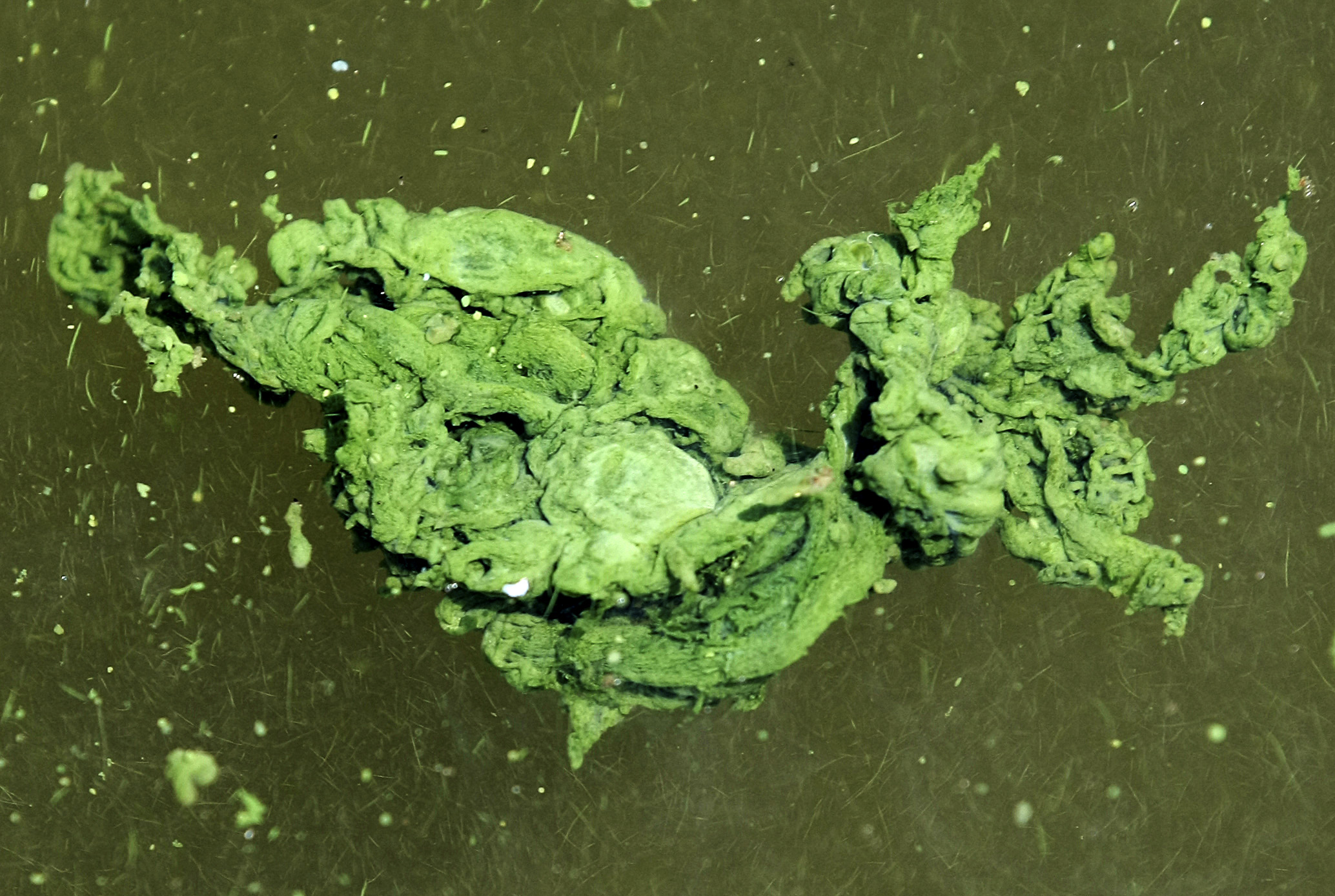 Potentially toxic algae bloom starts early in Charles River - The ...