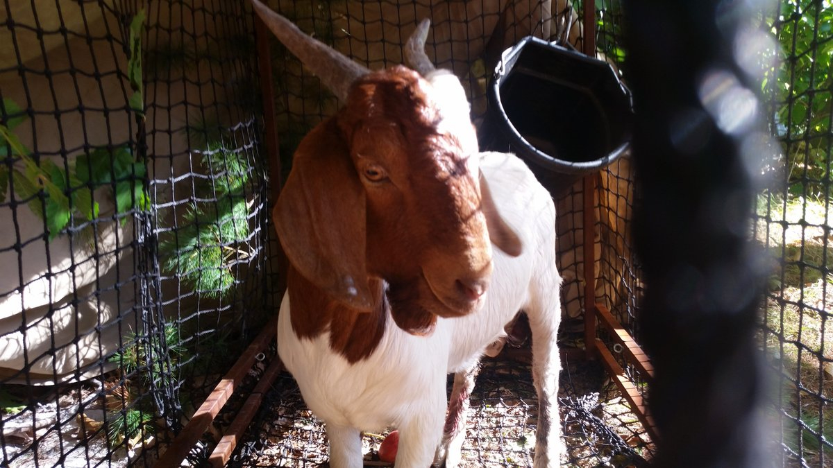 No more running game for Brady (the goat) - The Boston Globe