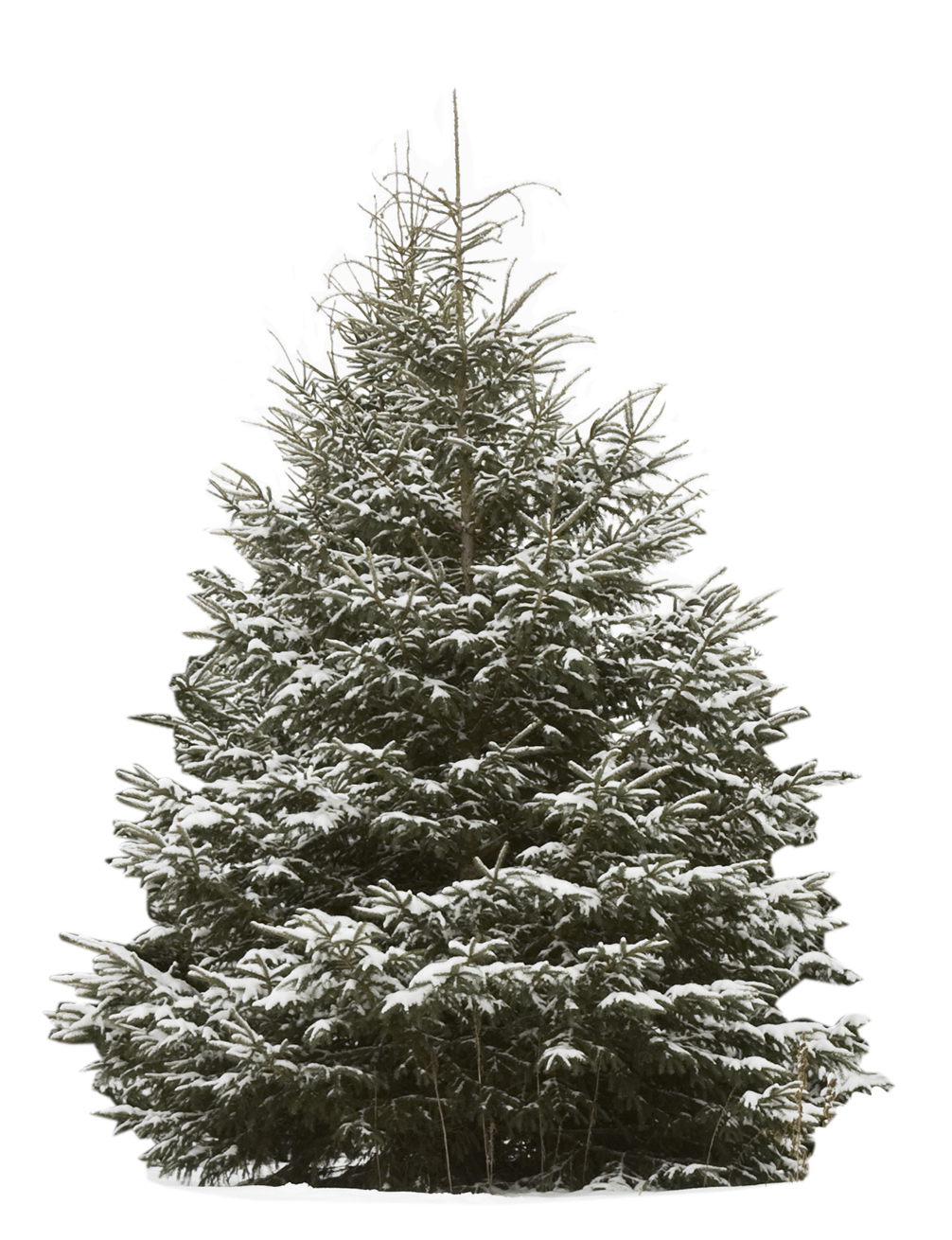 There really was a famous Christmas tree from Podunk - The Boston Globe
