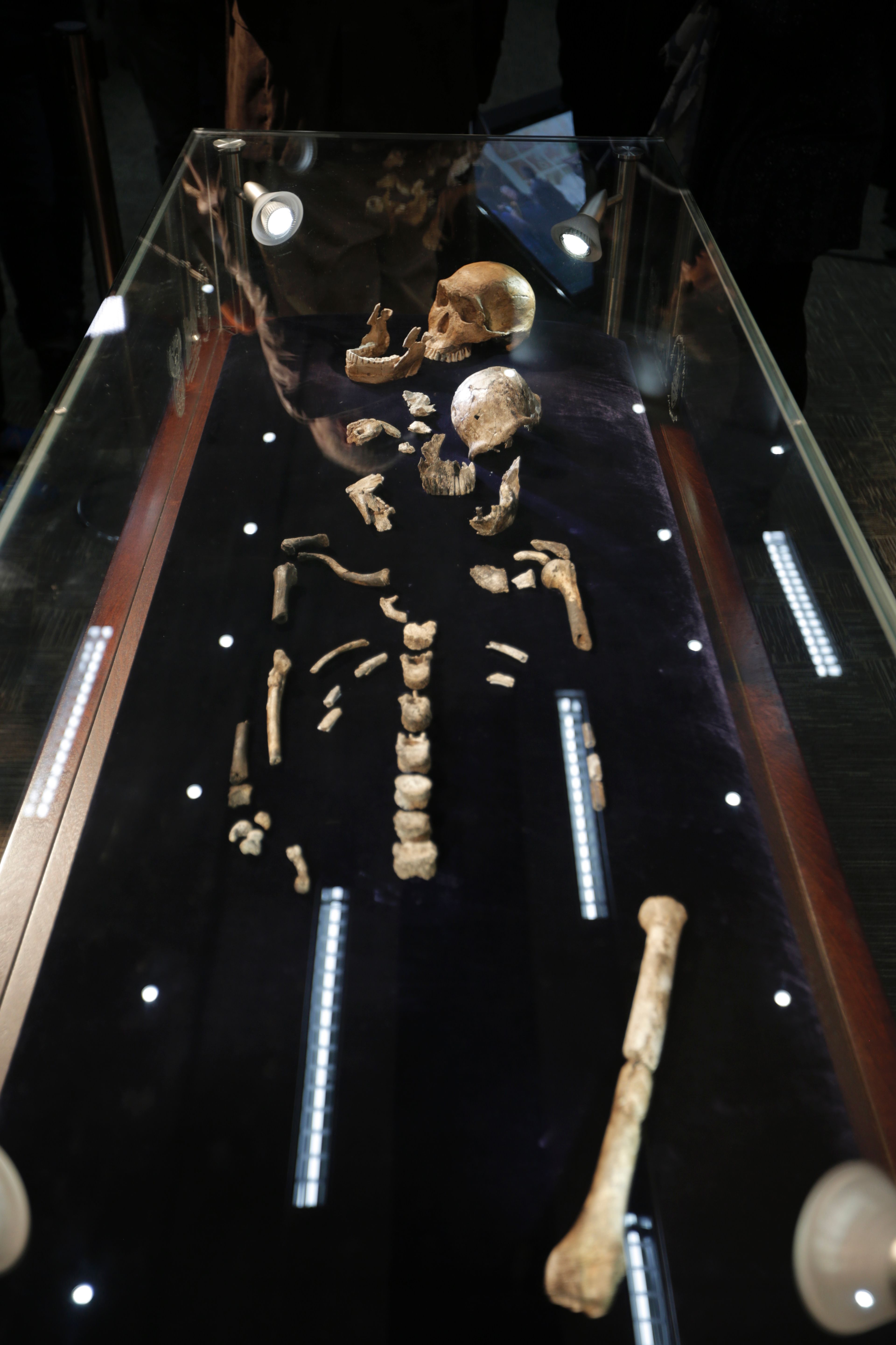 ‘Evolutionary cousins’ may have lived alongside early humans - The ...