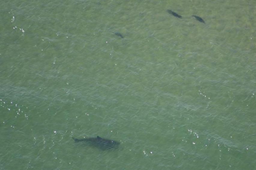 Great white sharks spotted off Chatham coast - The Boston Globe