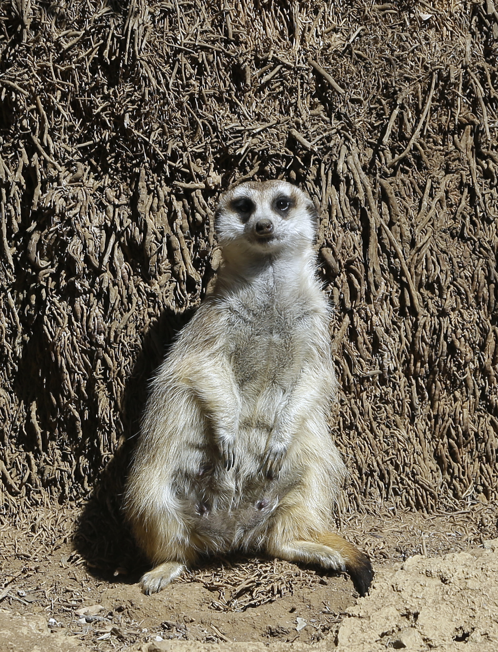 Meerkats cast in a dark, controlling light - The Boston Globe