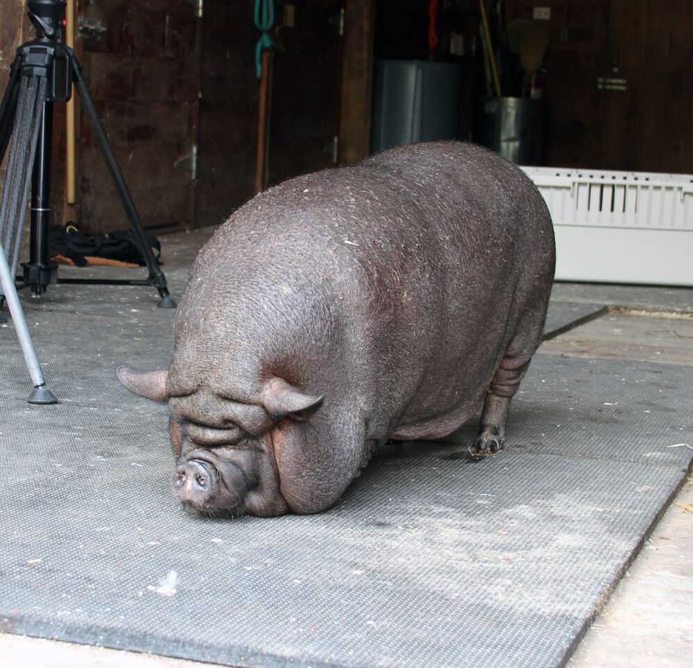 Maybelle, an abused, overweight pig from Billerica, is on the mend ...