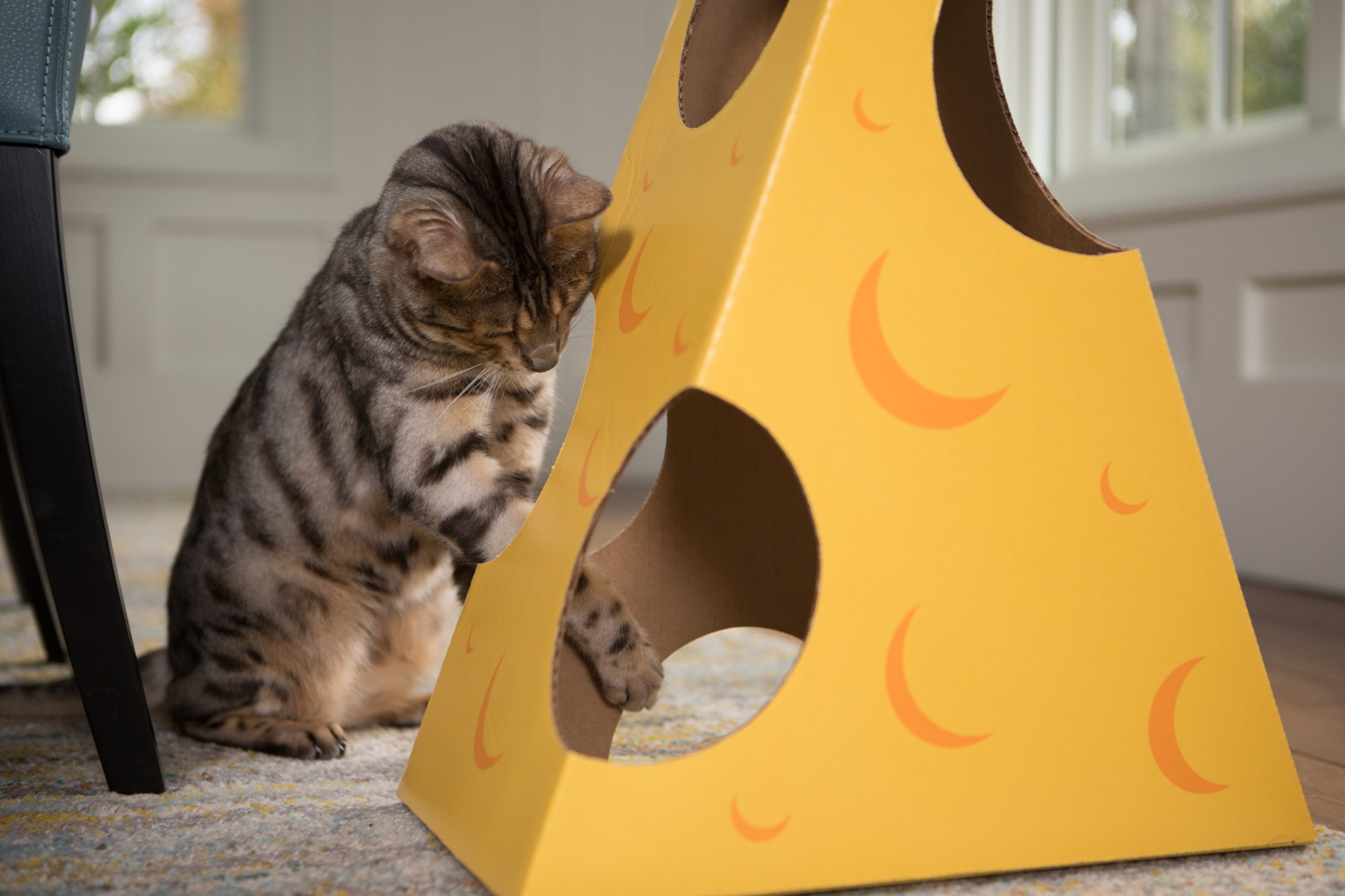 Health foods, cat boxes, and a spring equinox show - The Boston Globe