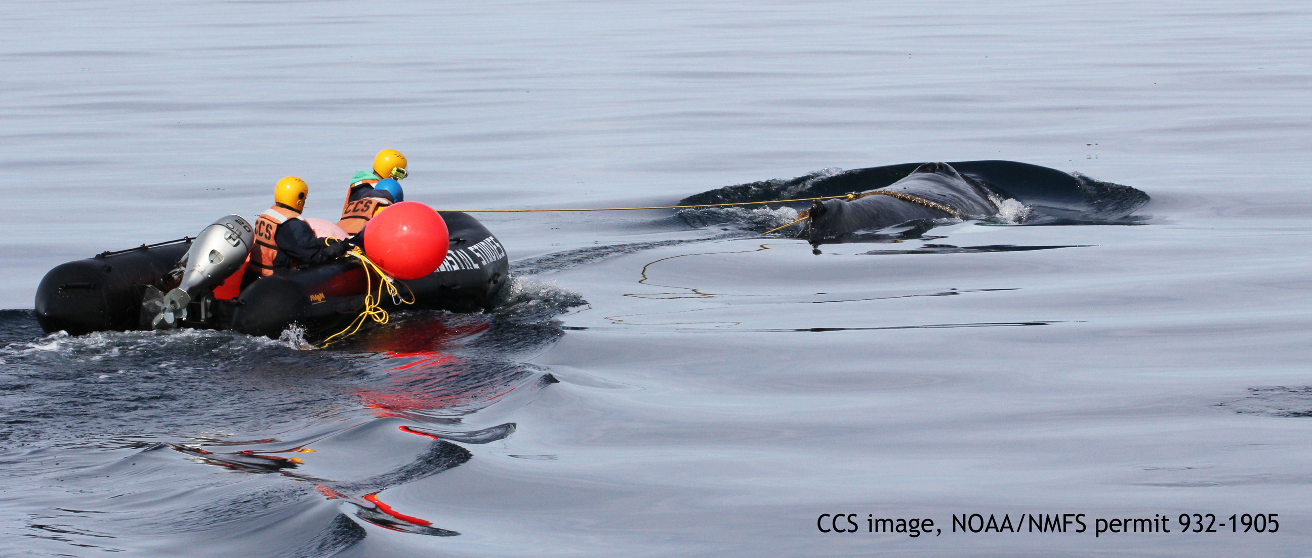 Humpback whale freed from entanglement off Provincetown - The Boston Globe