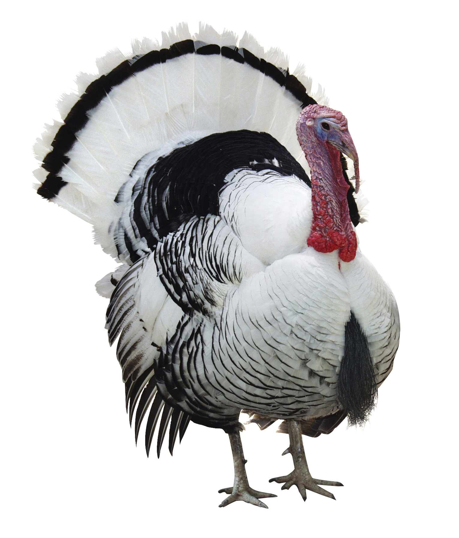 Facts about wild turkeys in Massachusetts - The Boston Globe