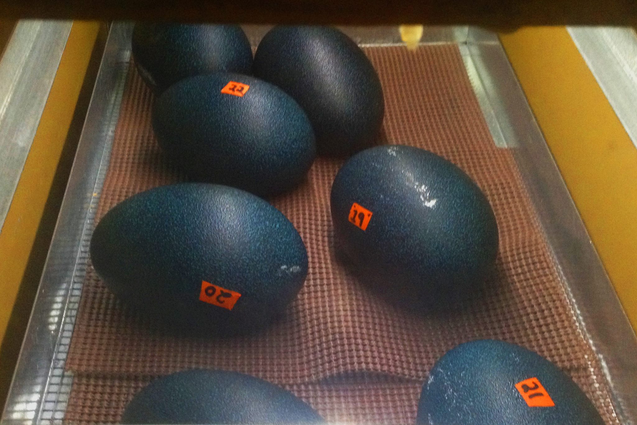 Emu chicks begin hatching at Harvard Museum of Natural History - The ...