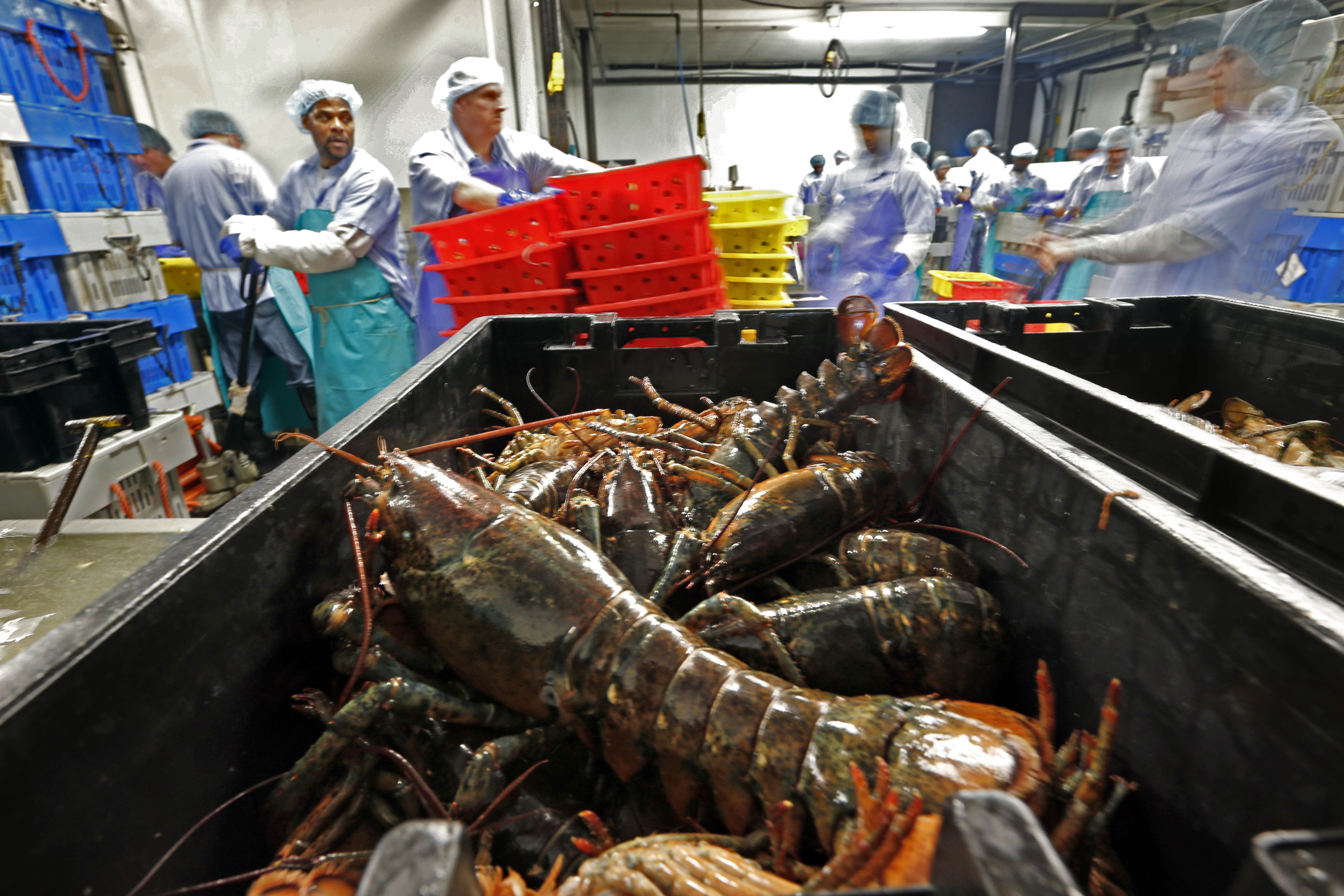 lobster-processing-grows-in-new-england-the-boston-globe