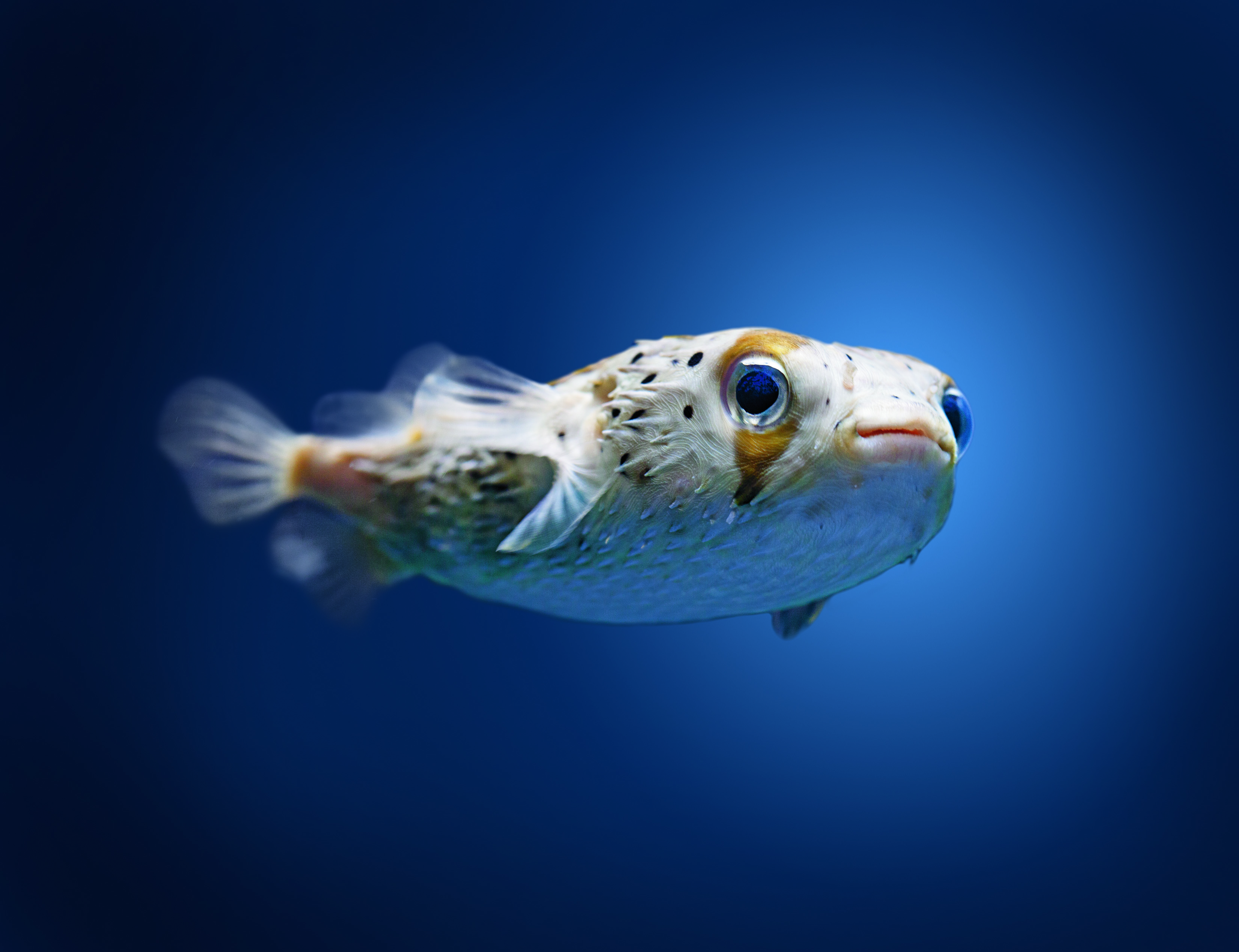 A photographer and a physicist team up - The Boston Globe