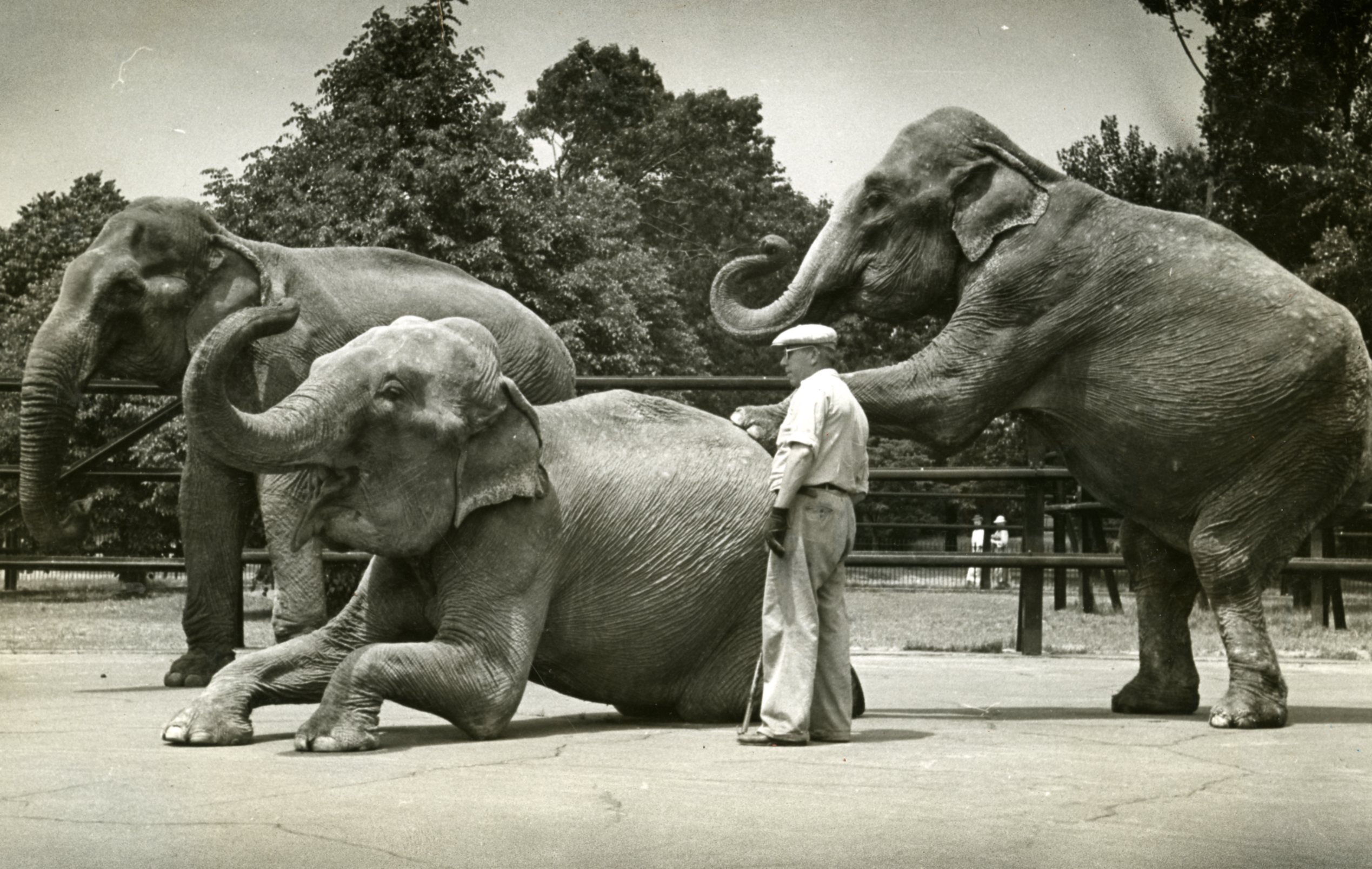 The Franklin Park Zoo - The Boston Globe