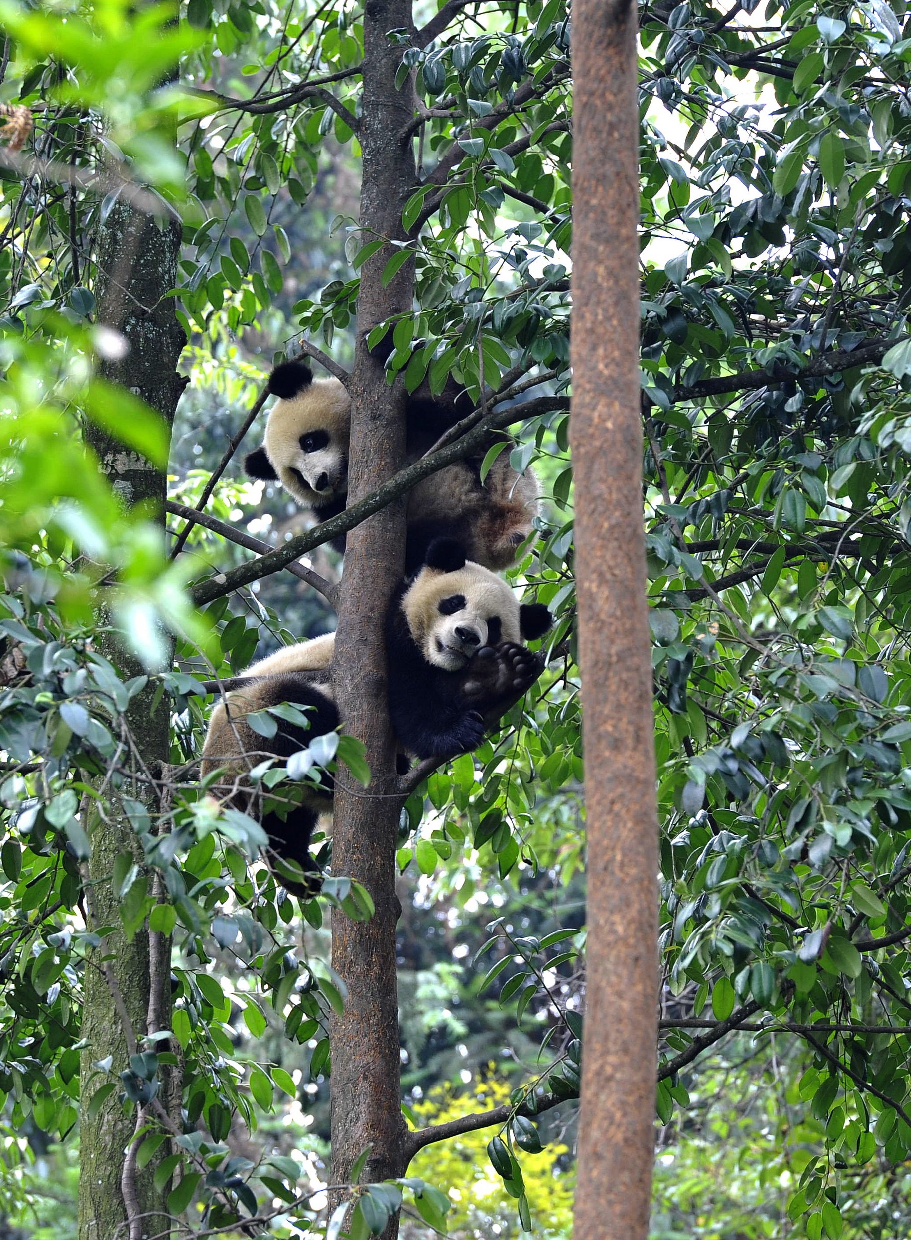 ‘Pandas’ gets beyond the bear necessities - The Boston Globe