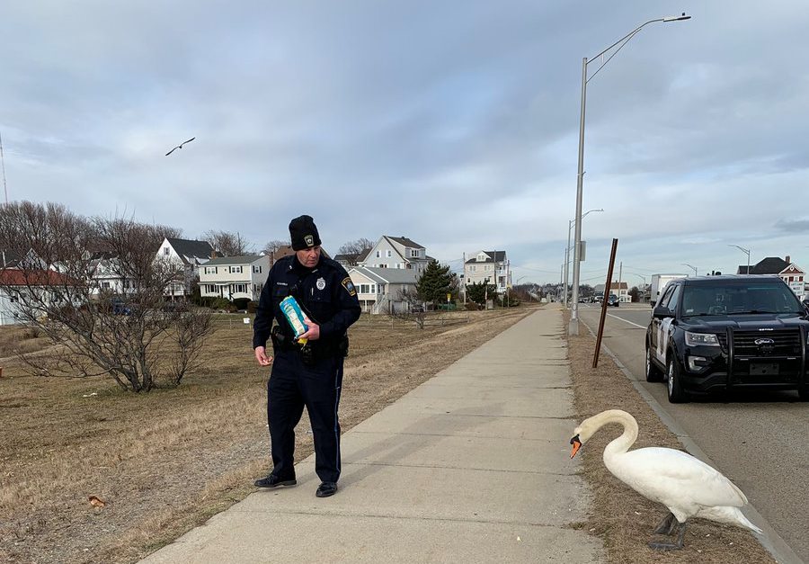A swan in need of direction - The Boston Globe