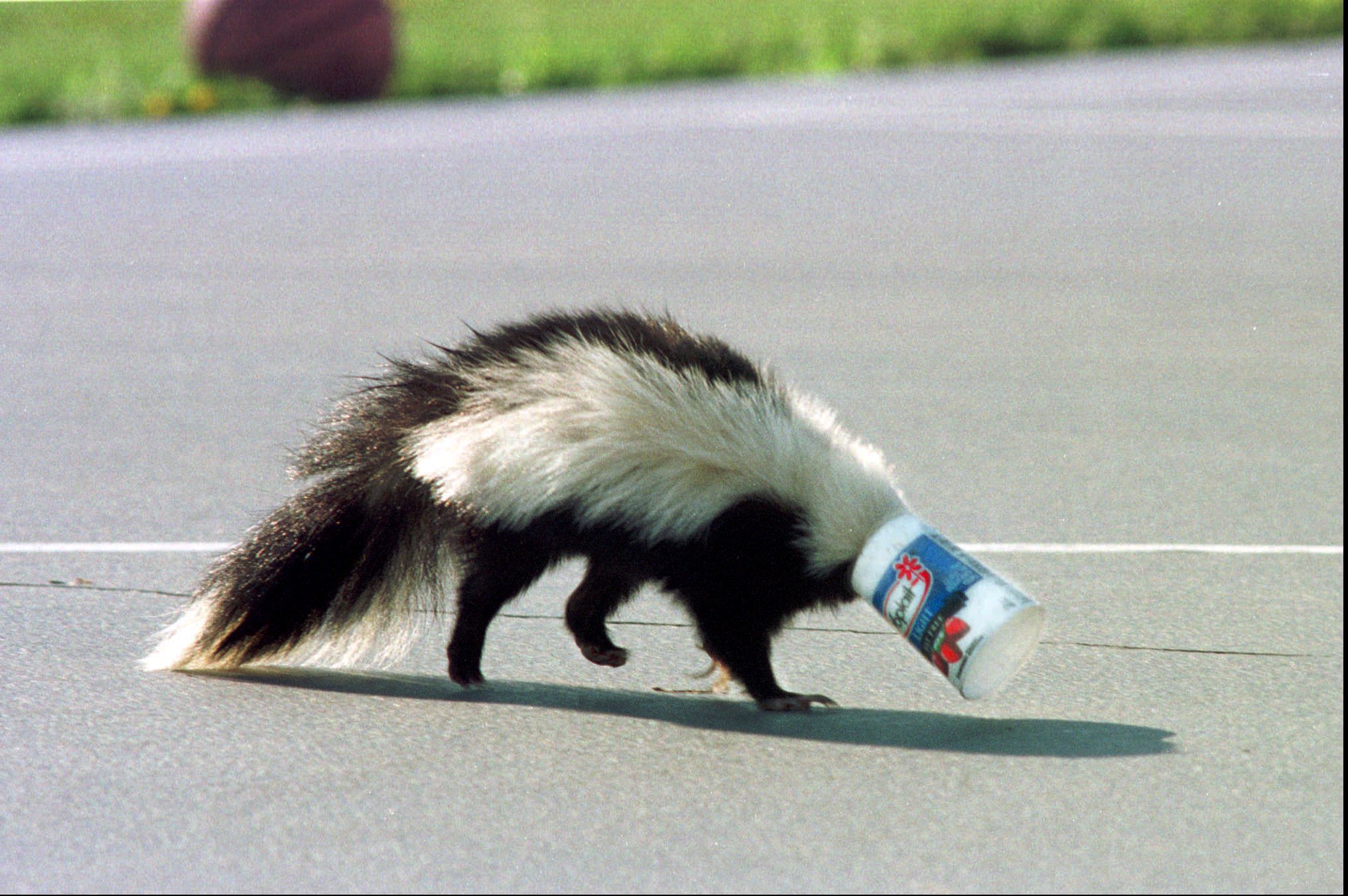 Saving the world, one skunk at a time - The Boston Globe