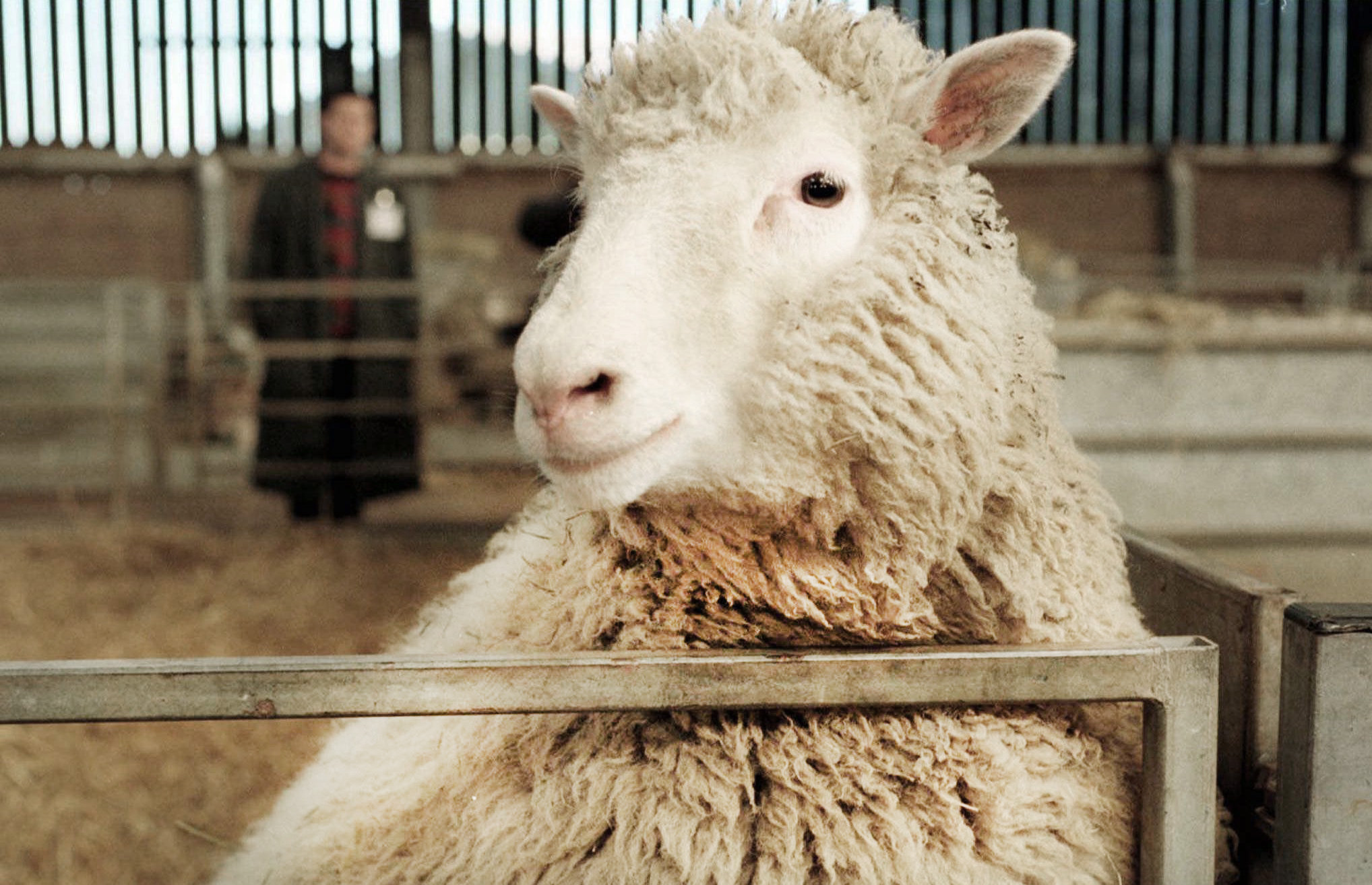 Keith Campbell; scientist helped clone Dolly the sheep - The Boston Globe