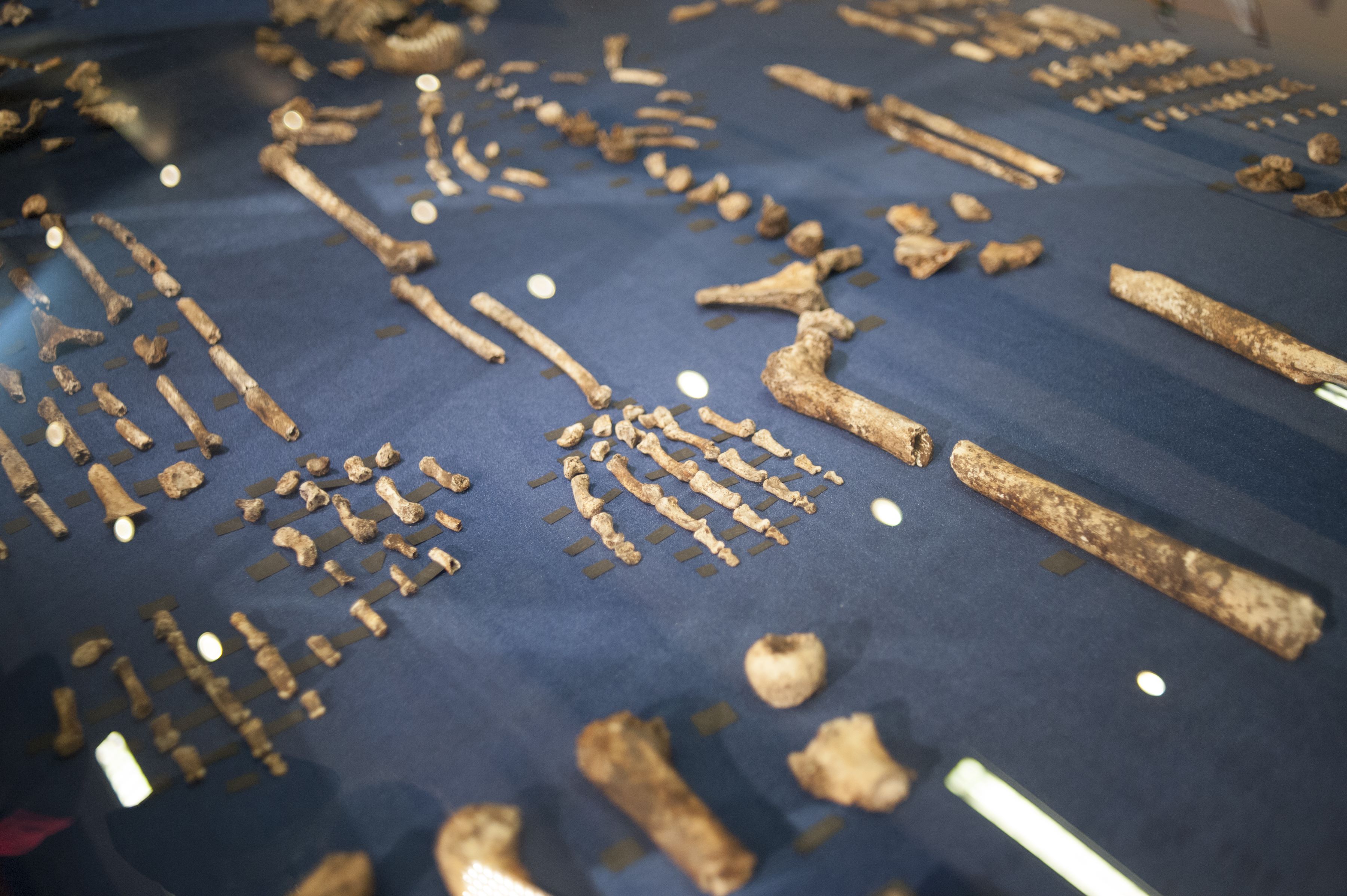 With Homo naledi, a new link to humankind’s past - The Boston Globe