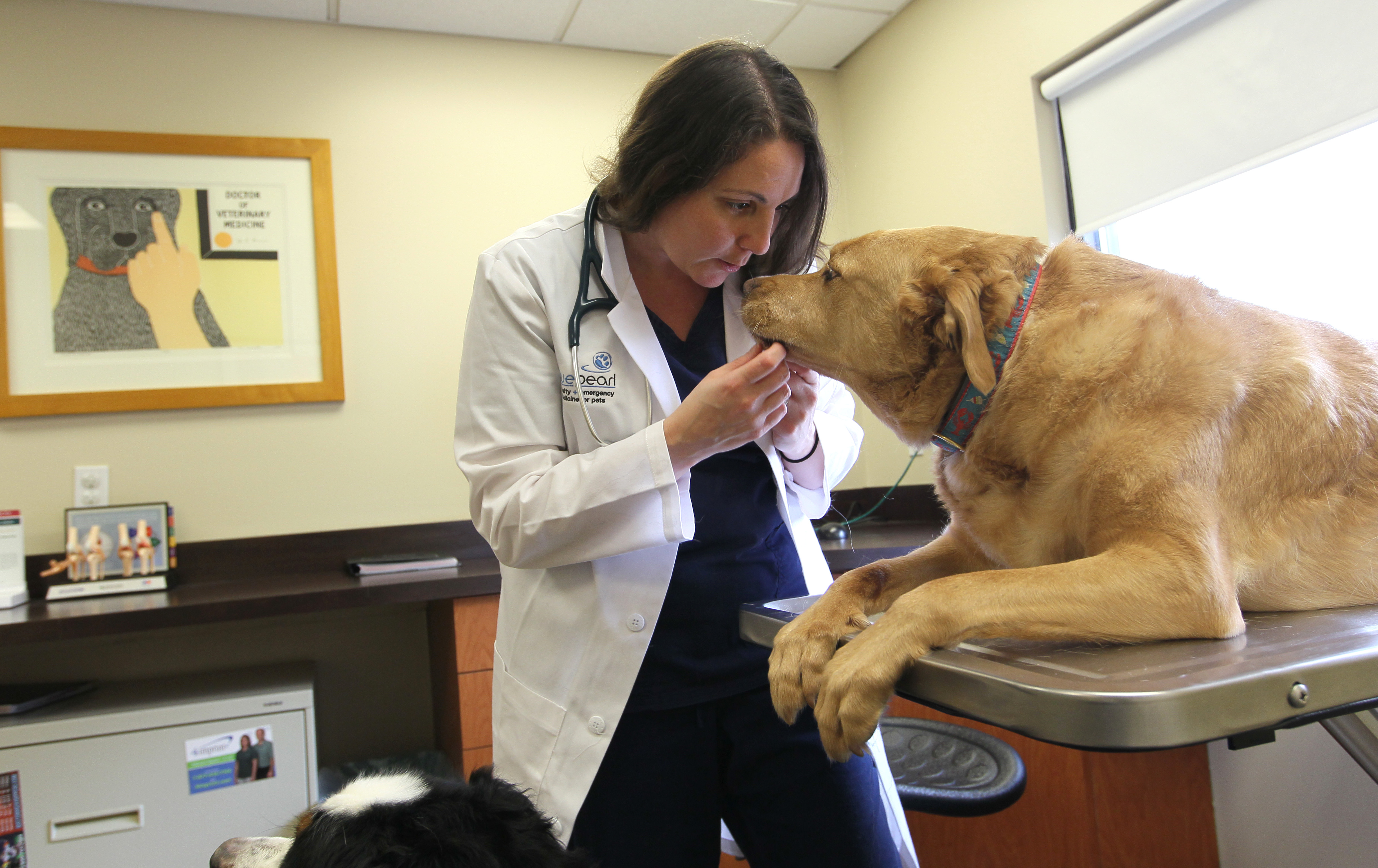 Is There An Emergency Room For Dogs