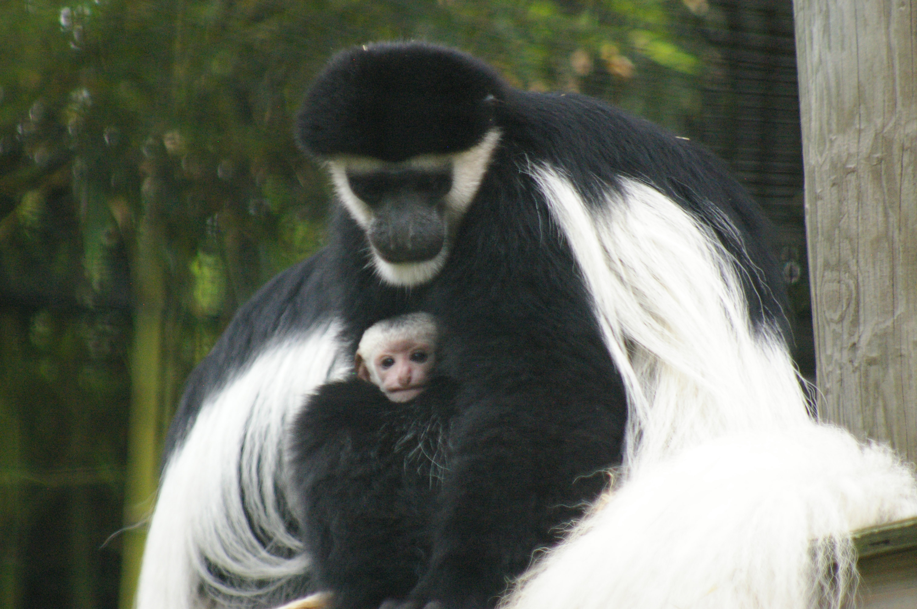 Zoo blessed with birth of two colobus monkeys - The Boston Globe