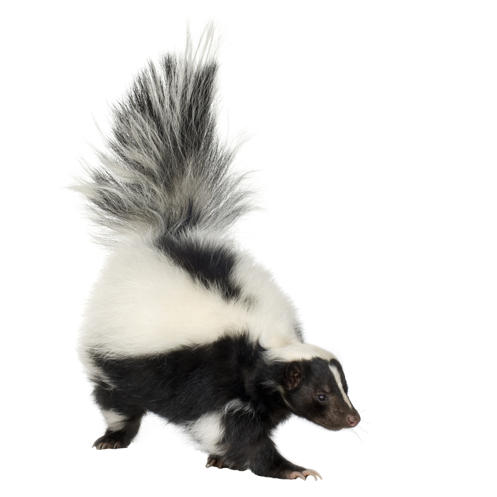 A sign of spring in East Boston: skunks - The Boston Globe