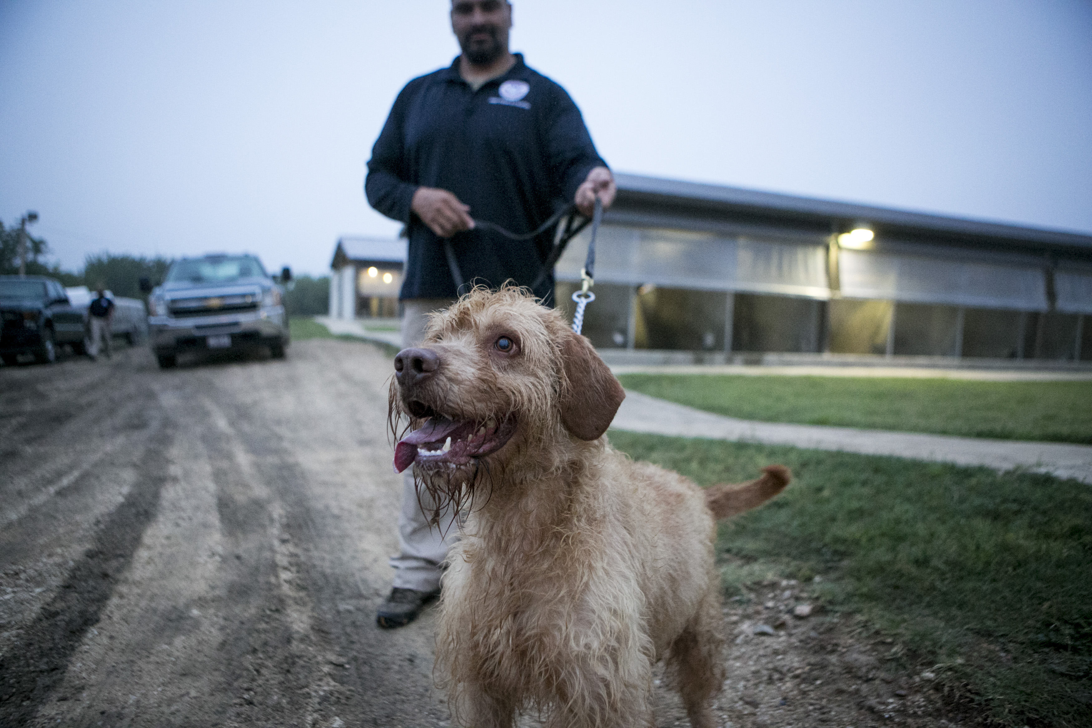 How Do I Adopt A Dog From Tsa