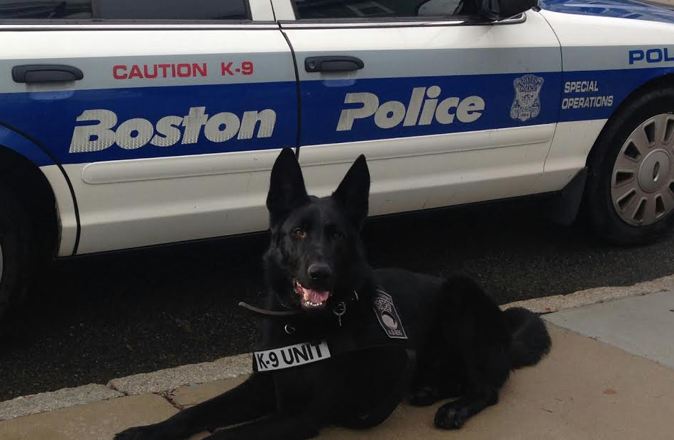 Police dogs give an assist in 23-year-old Brockton man’s arrest - The ...