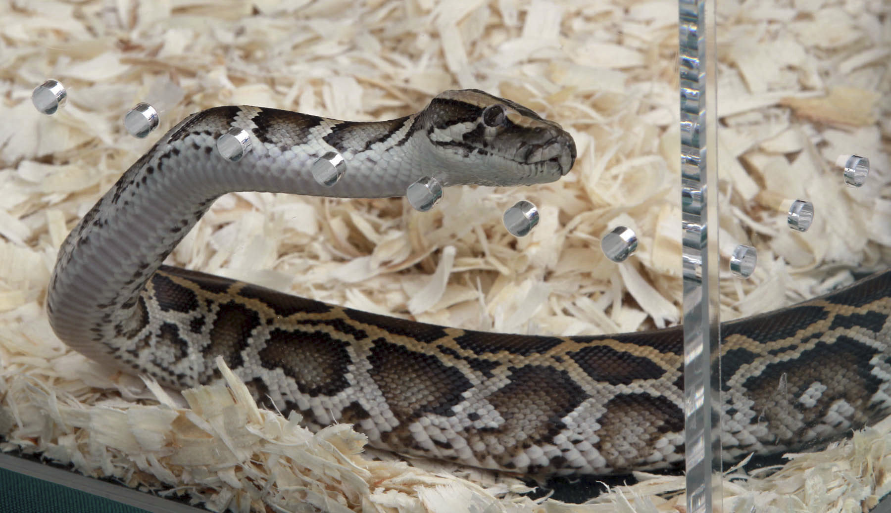 A roughly 8-foot python is missing in Newton - The Boston Globe