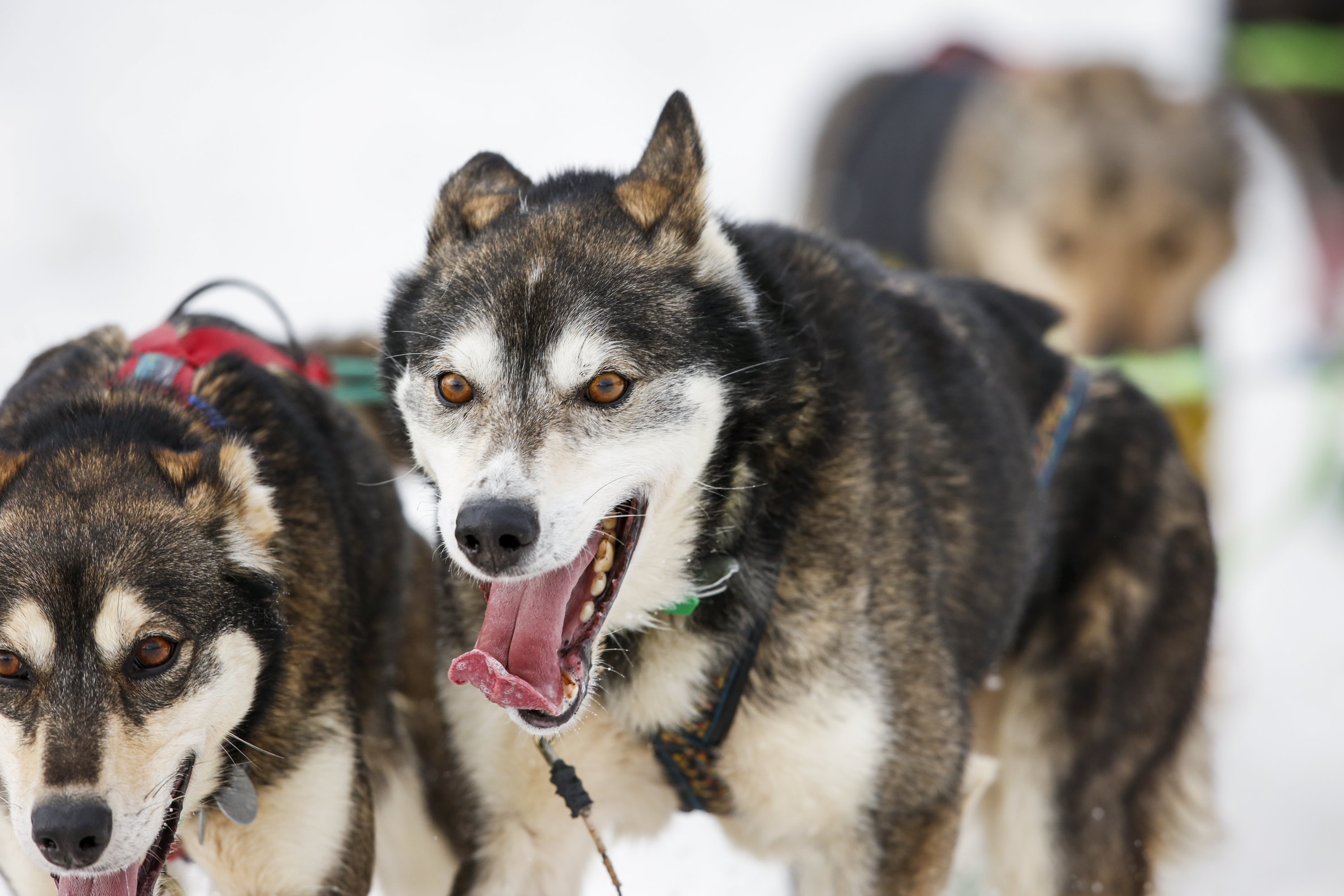 Are Malamutes Used In The Idiiarod